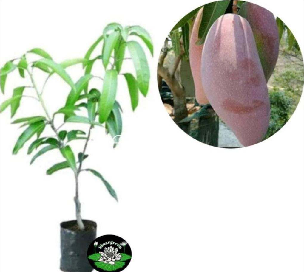 Bibit Mangga Red Ivory Tanaman Trenggalek | by Agro Tani Berkarya | Medium