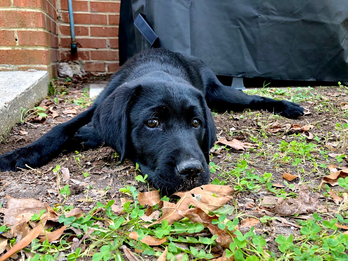 Look Into His Angel Eyes: Dog-Human Communication Through Eye Contact ...
