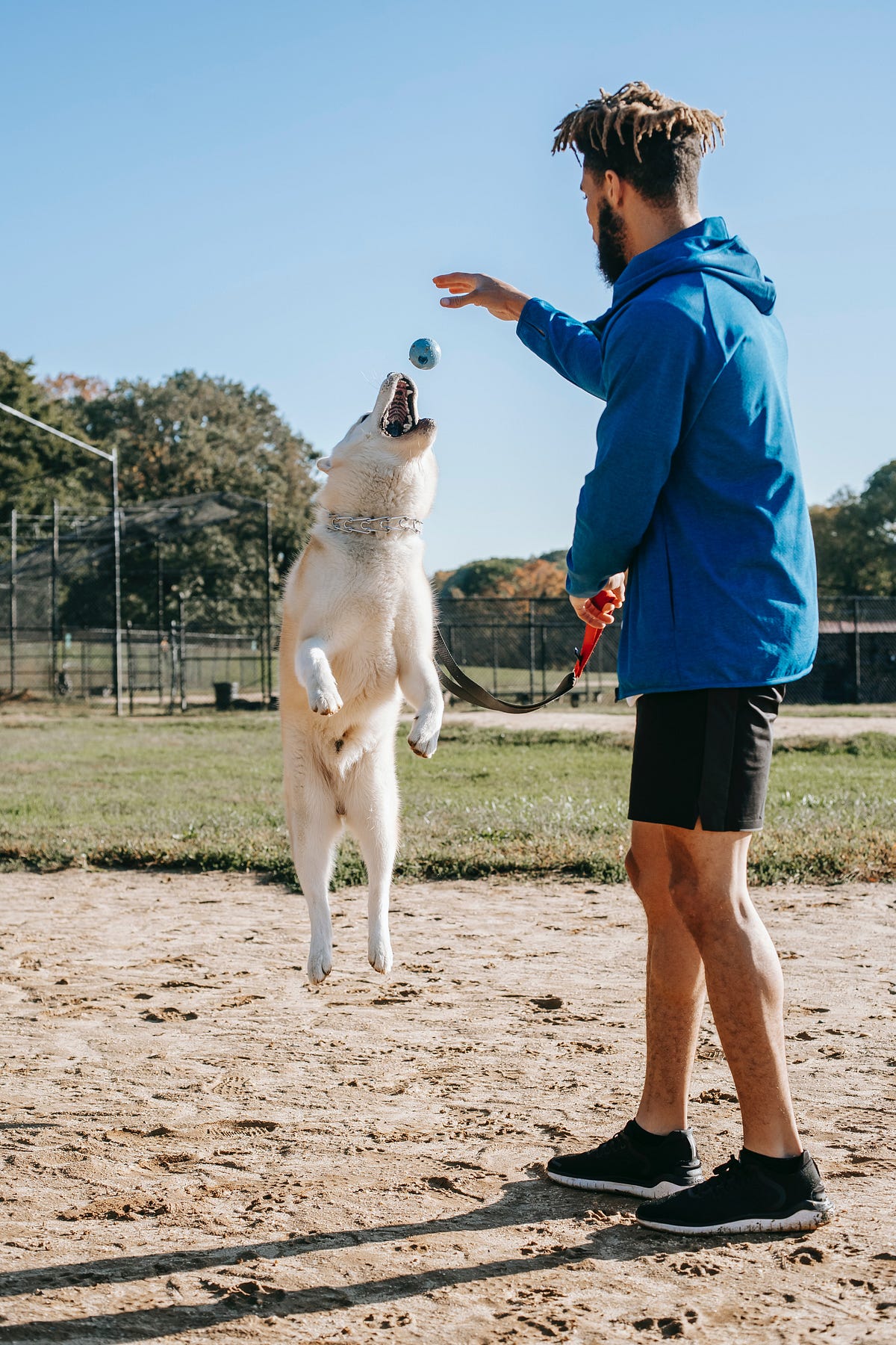 Basics of Dog Training “Standing Command” | by Camptrain | Medium