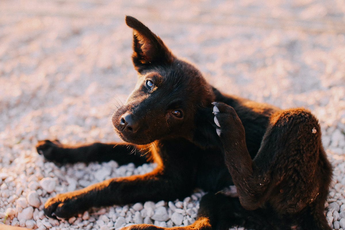 Quirky ground scratching of Dogs — What does it mean? | by ...