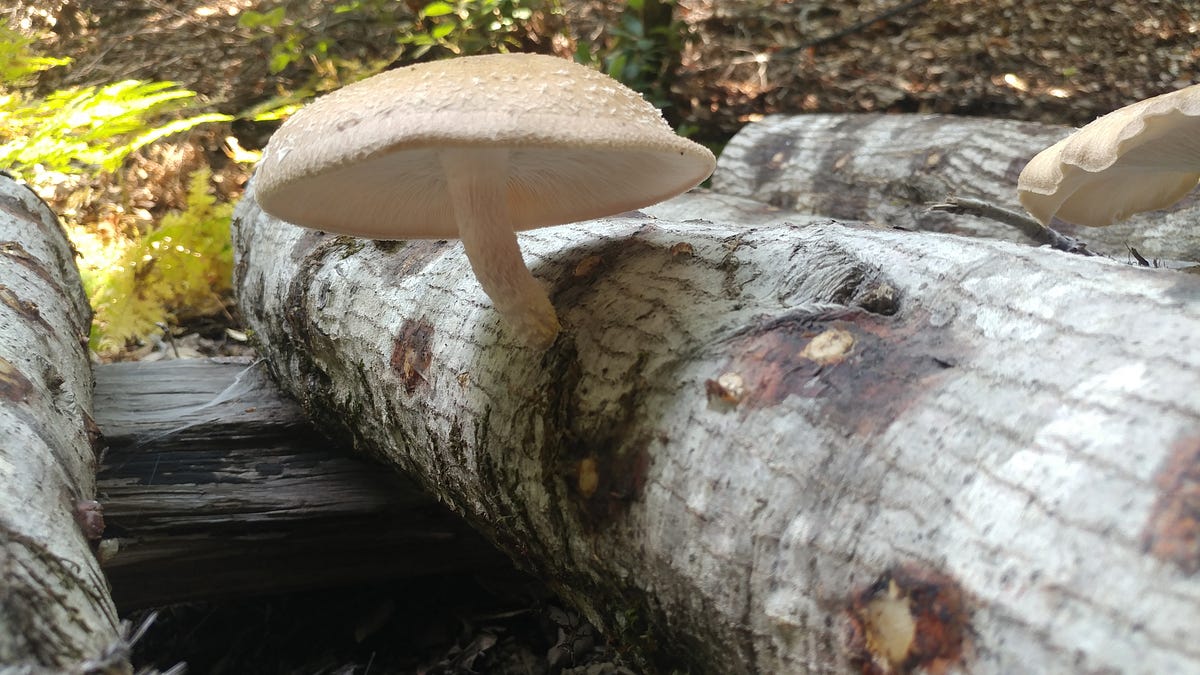 How You Can Grow Your Own Mushrooms. Hint: No Soil Needed | by David ...