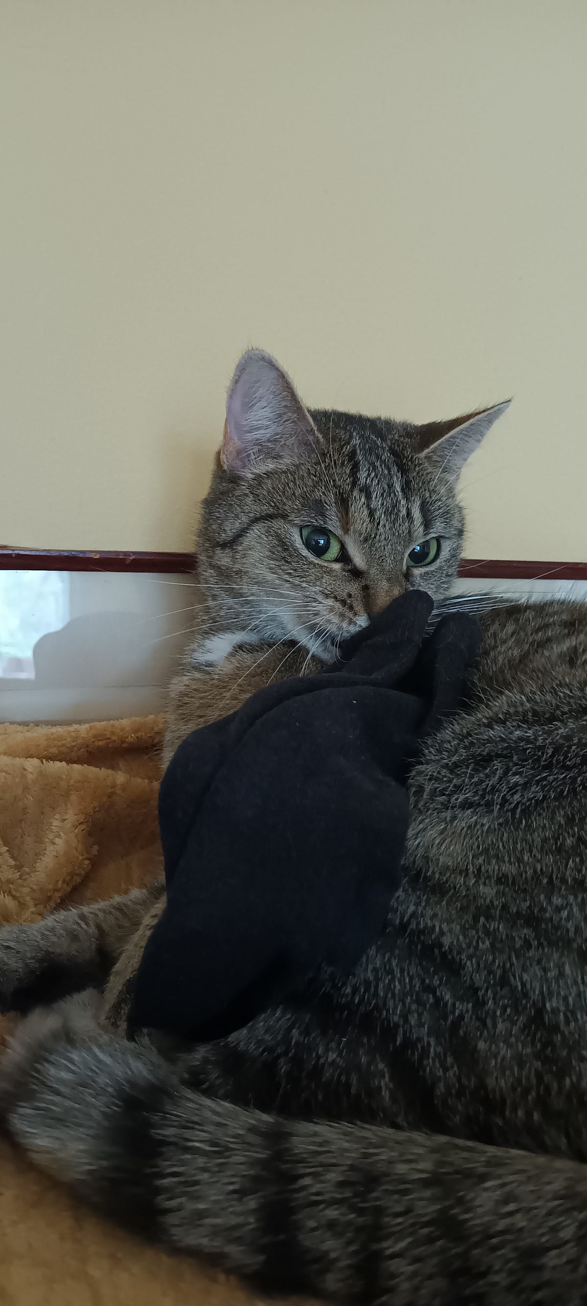 Defending Cat Crimes. RWDrabble 2.0.071 |jurisprudence | by Anna ...
