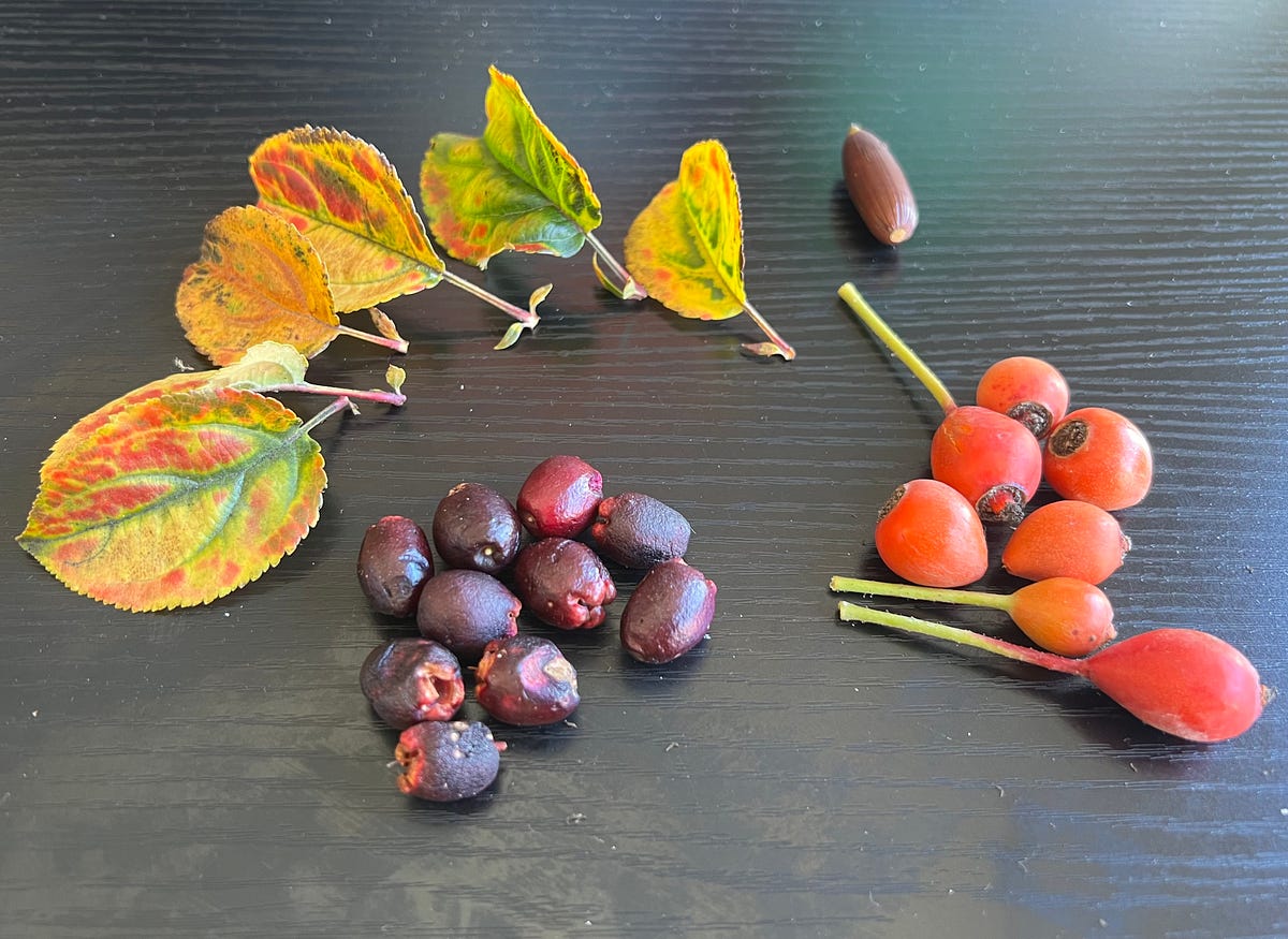 I Tasted 4 Foraged Fruits Today. The joy of finding free fruits in the ...