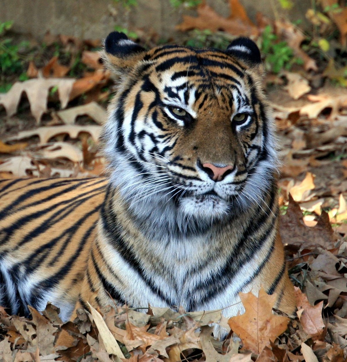 My Tiger Mama Friend. I will always love my Tiger Mama… | by Shari ...