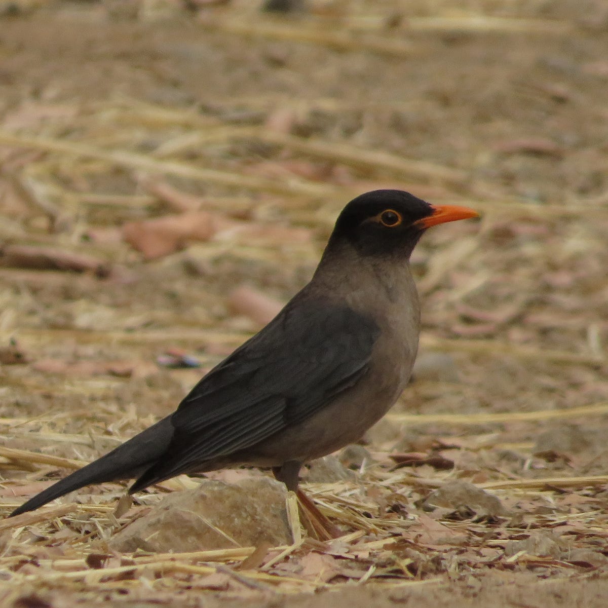 The Sweet Labor of Birding …. Harsh weather meant less time spent… | by ...