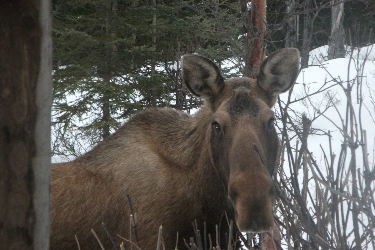 This handsome fellow stops by for breakfast most mornings. | by Georgia ...