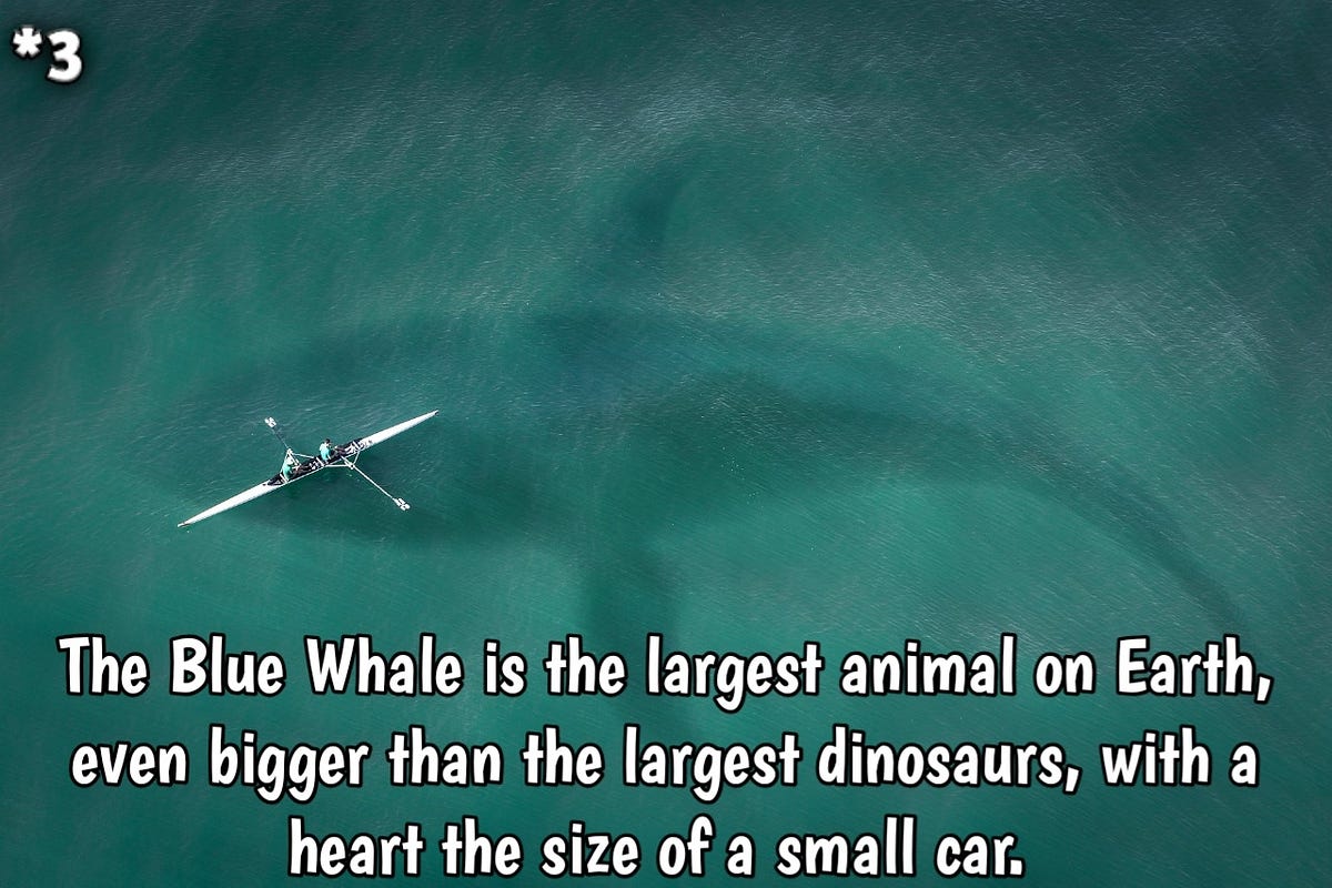 The Blue Whale: The Largest Creature to Roam the Earth | by THE FACT ...