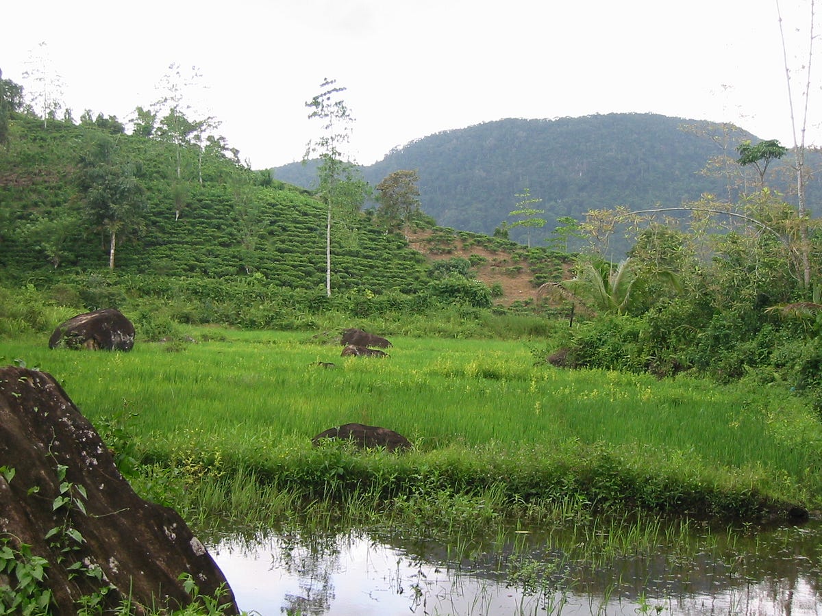 Kalawana, Sri Lanka: A Hidden Gem in the Island’s Heart | BOL | by ...