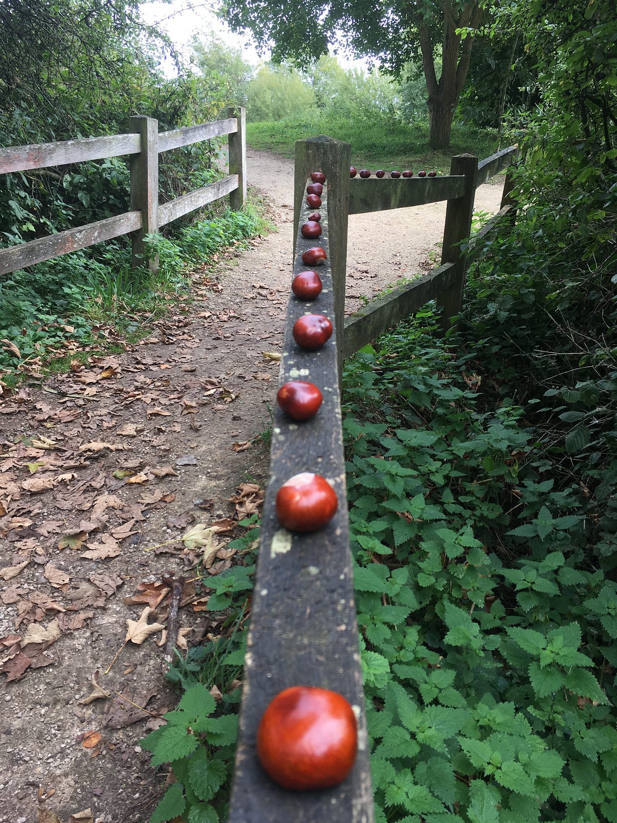 #127: Conkers. “…and the silk inside a chestnut… | by Katie Harling-Lee ...