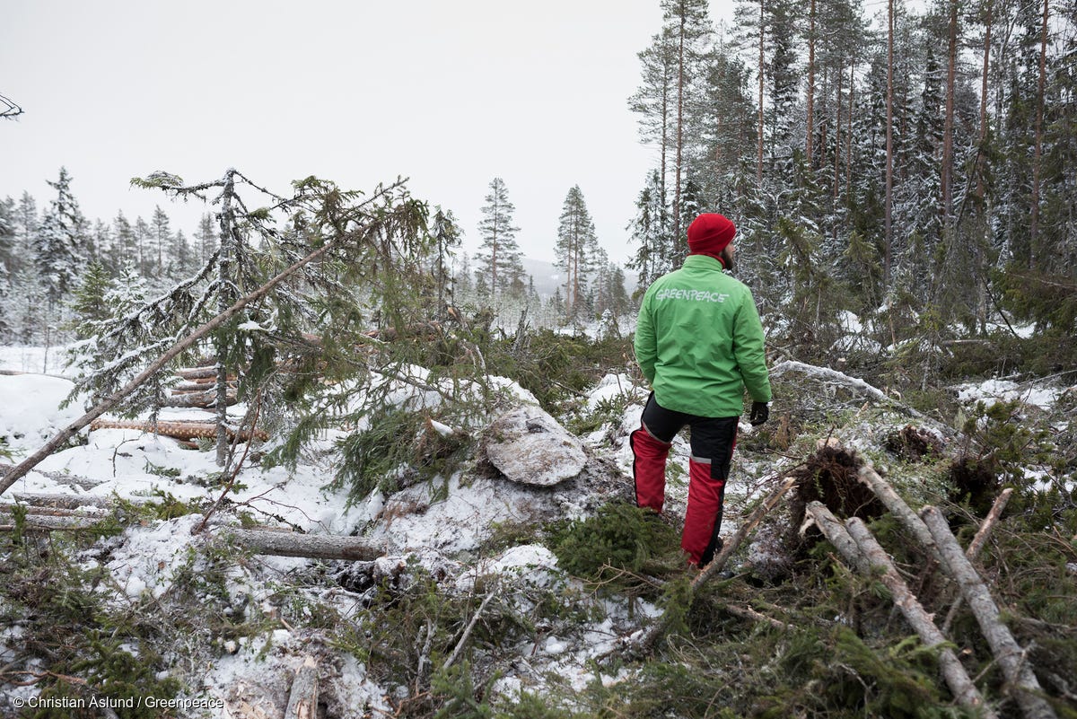 It takes more than trees to make a forest | by Greenpeace | Medium