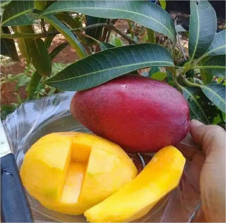 Bibit Mangga Yuwen Pemalang Terbaik | by zahrah bibit | Medium
