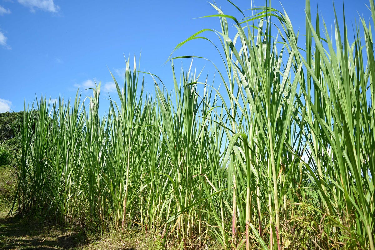 C4 Grasses and The Future of Bioenergy | by Jord AB | Aug, 2024 | Medium