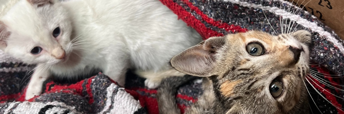 Life Lessons from Lost Kittens: Trust Your Gut - Dr Liz | ILLUMINATION