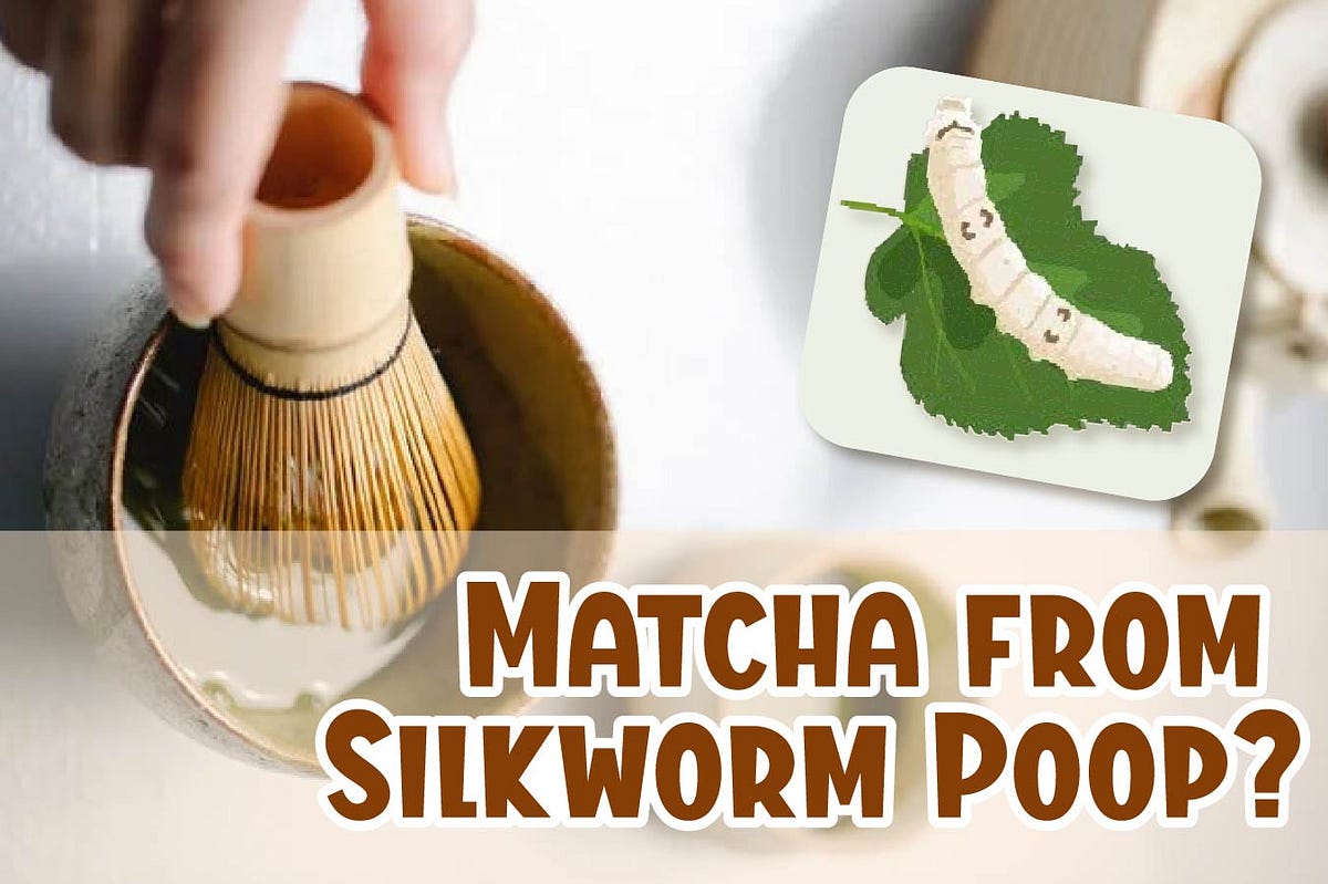 Matcha is made from silkworm poop? | by MelSa | Medium