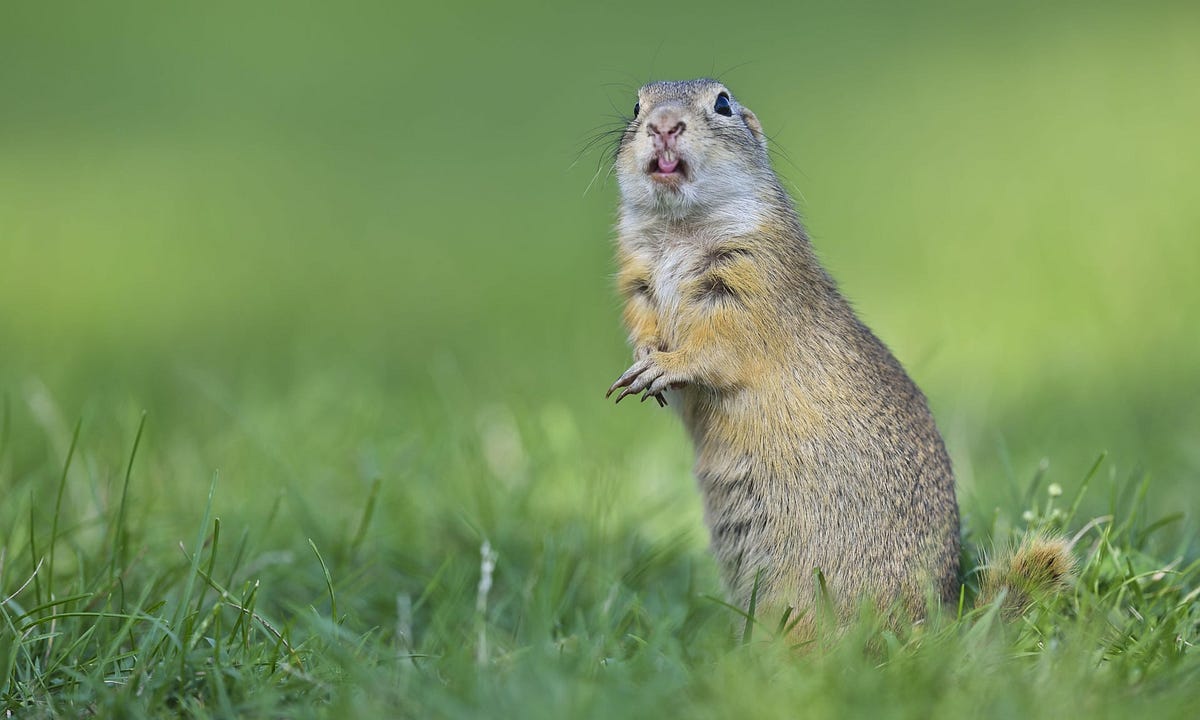 First Class Functions em Go. Quase sempre que estou conversando com ...