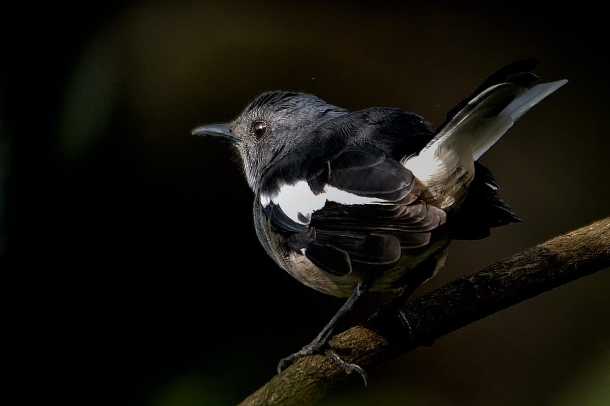 The Magpie - Scrittura - Medium