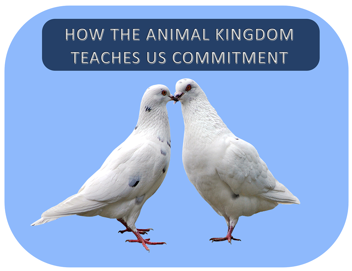 How The Animal Kingdom Teaches Us Commitment | by Celeste Wilson | The ...