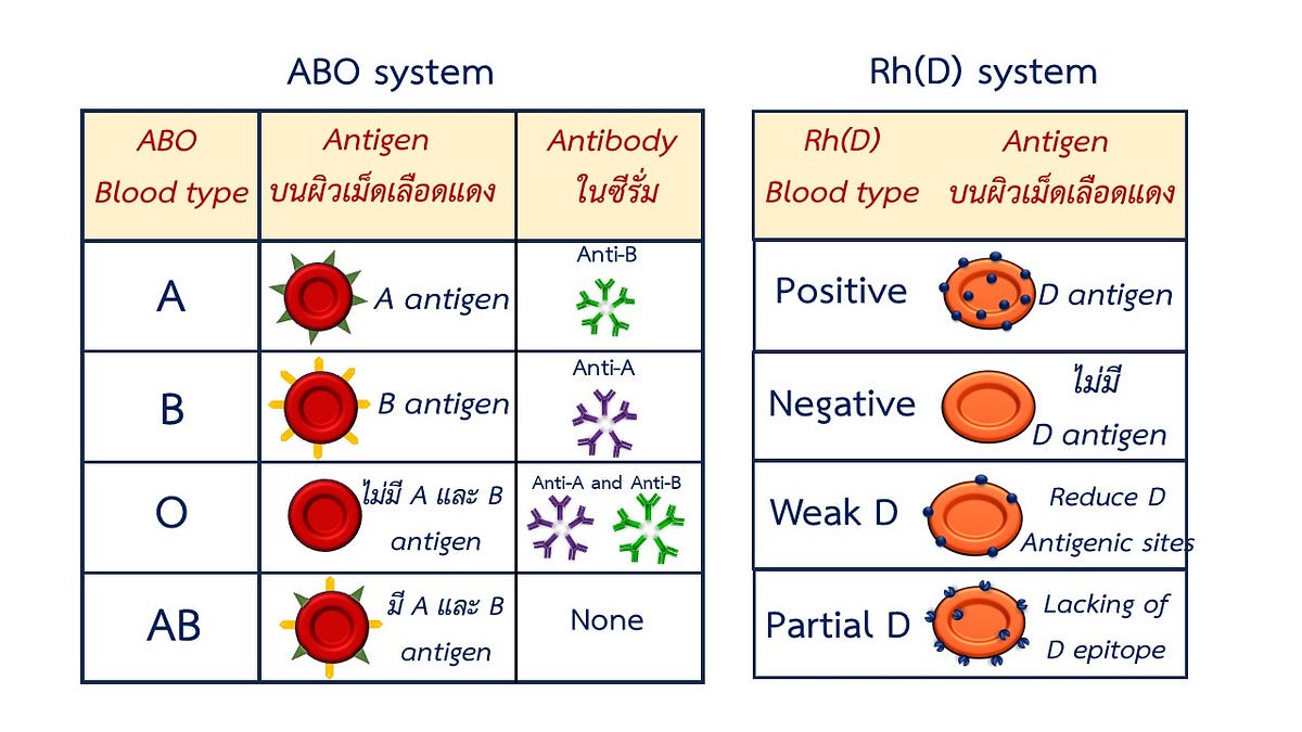 การตรวจทางห้องปฏิบัติการของระบบหมู่เลือด ABO และ Rh(D) | by Julaluk ...