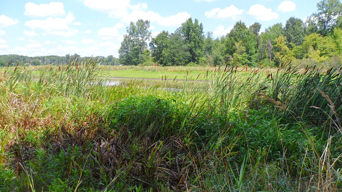 Hiking Eagle Marsh Nature Preserve | by Julia A. Keirns | the ...