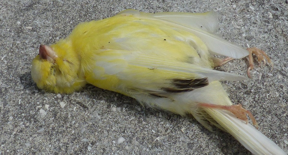 How The Canary Lost Its Way. For about four years I was a regular… | by ...