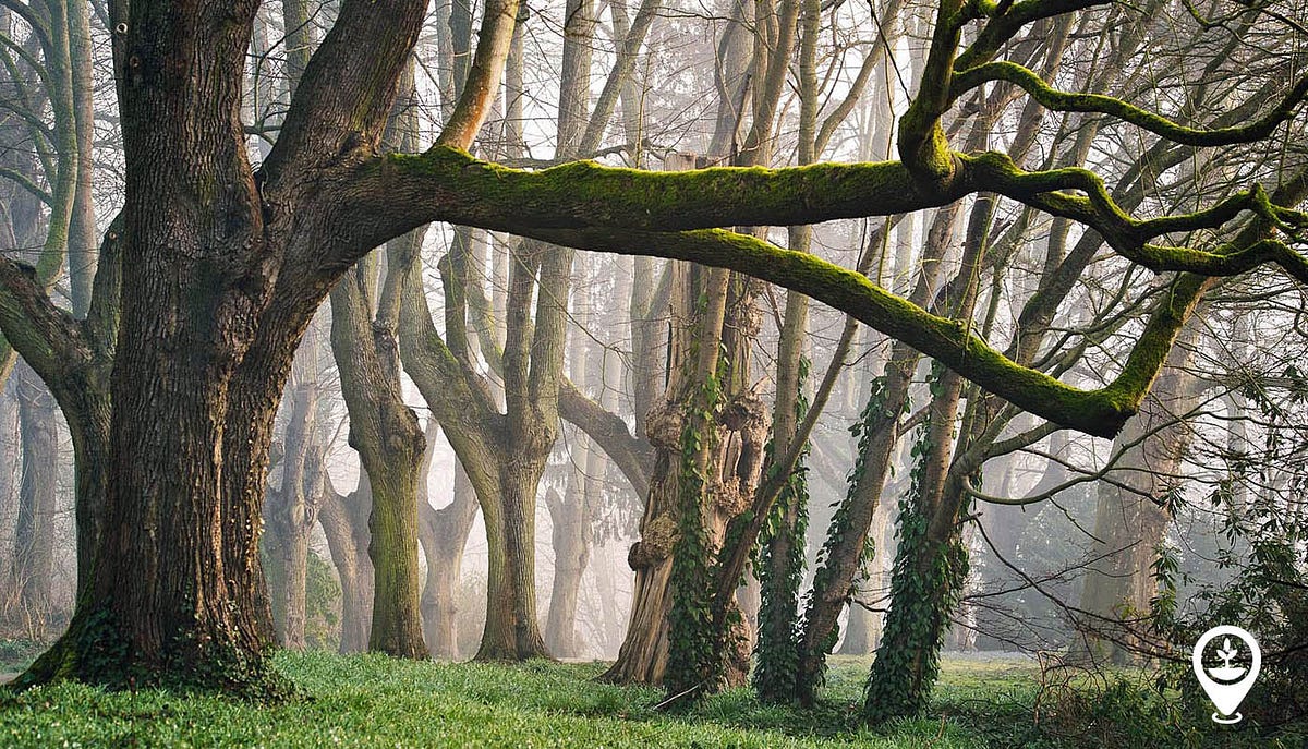 Everything You Need to Know About the Types of Trees | by Bas Fransen ...
