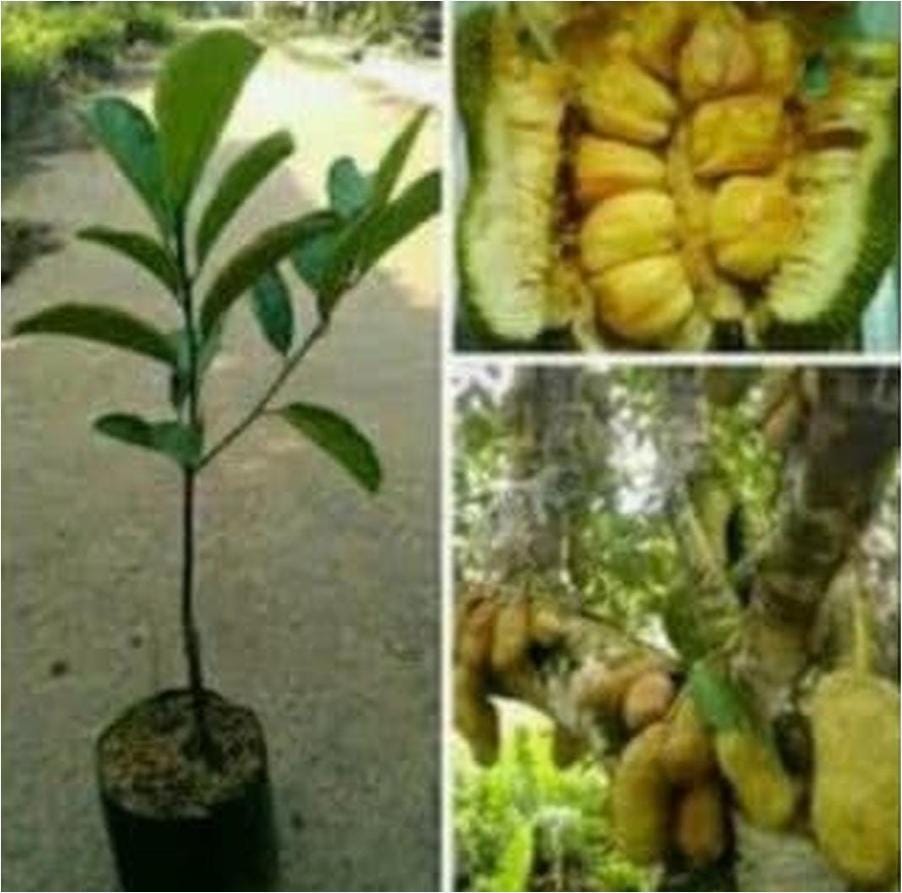 Bibit Cempedak King Rembang Terlaris | by Jogokaryo Gardener | Medium
