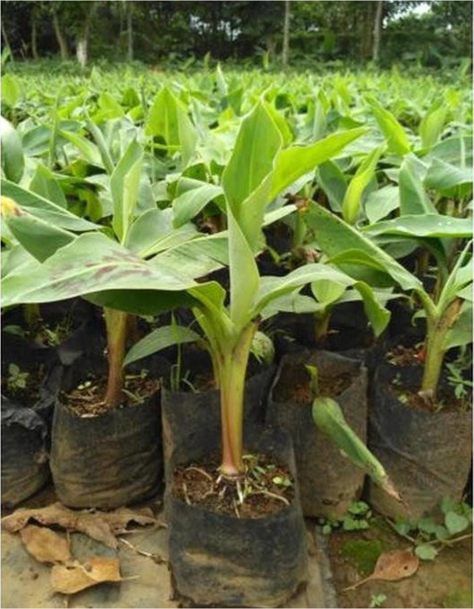 Bibit Tanaman Buah Pisang Cavendish Super Pati | by madava bibit | Medium