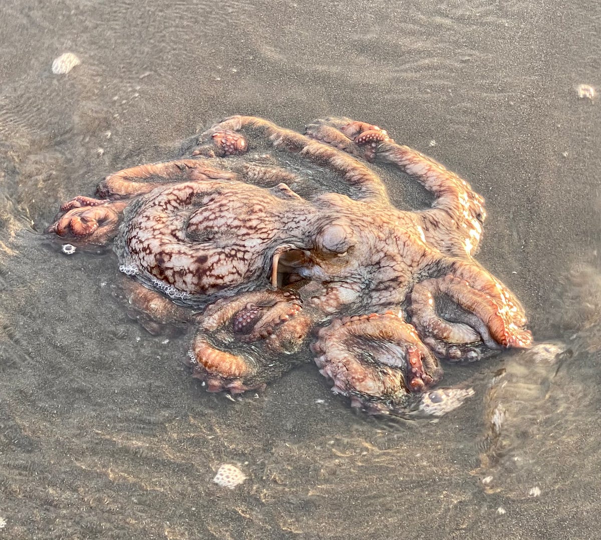 The Octopus at Dusk. A quiet encounter on the beach, and… | by Bethany ...