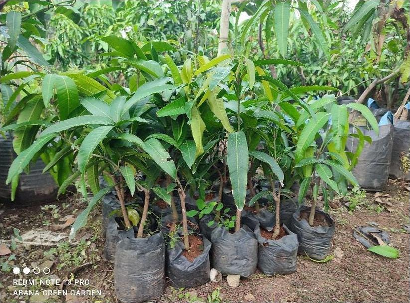 Bibit Mangga Red Ivory Banyumas Terlengkap | by farzan bibit | Medium
