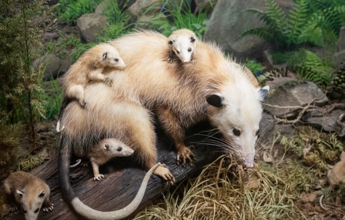 The good and bad of Possums.. Have you ever thought of an OPossum… | by ...
