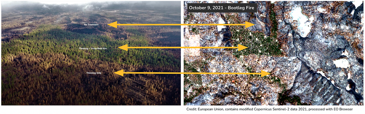 The importance of active forest management | by Indra den Bakker | Medium