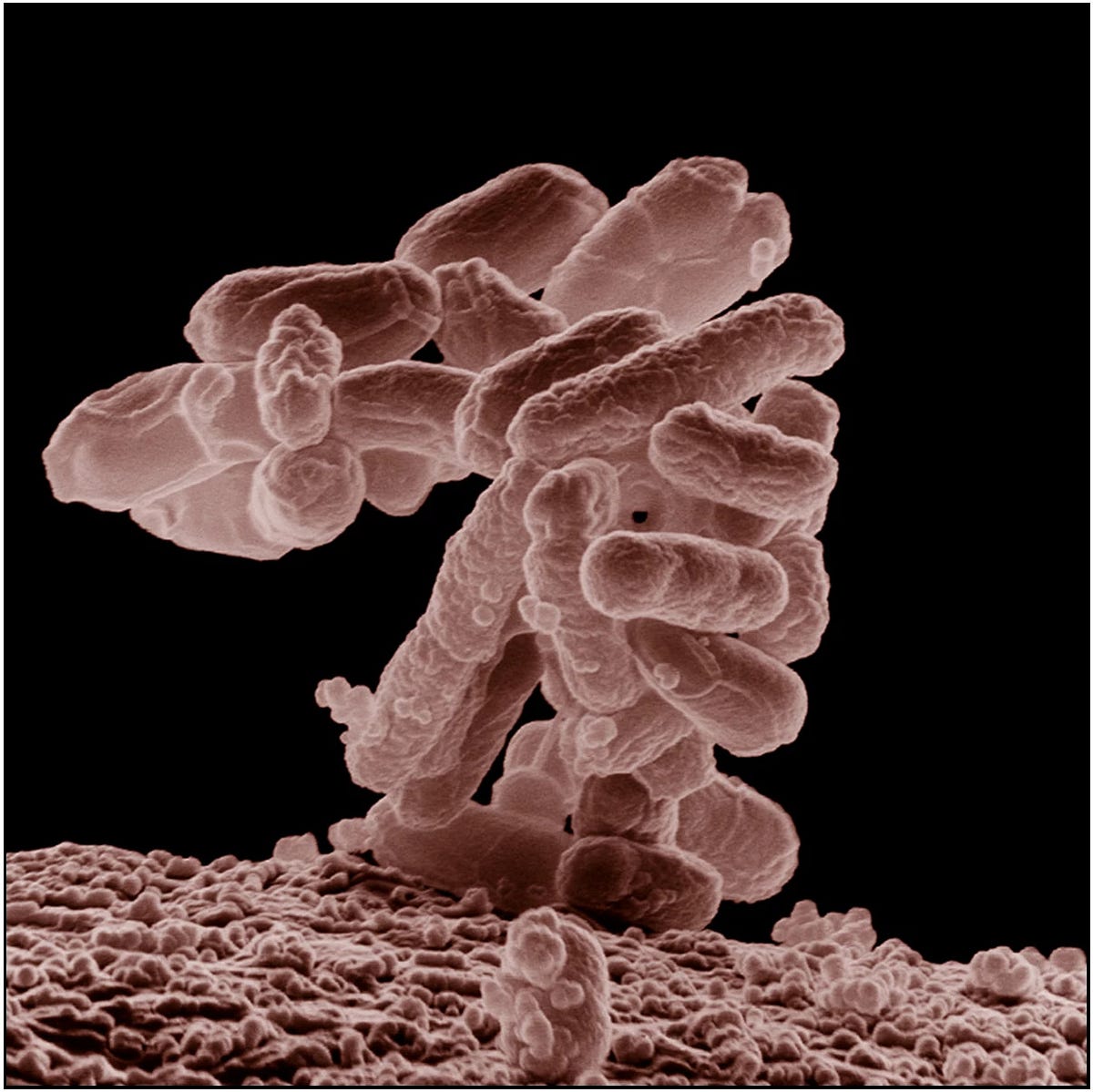 Extremophiles: Earth’s Most Hardcore Life Forms and What They Teach Us ...