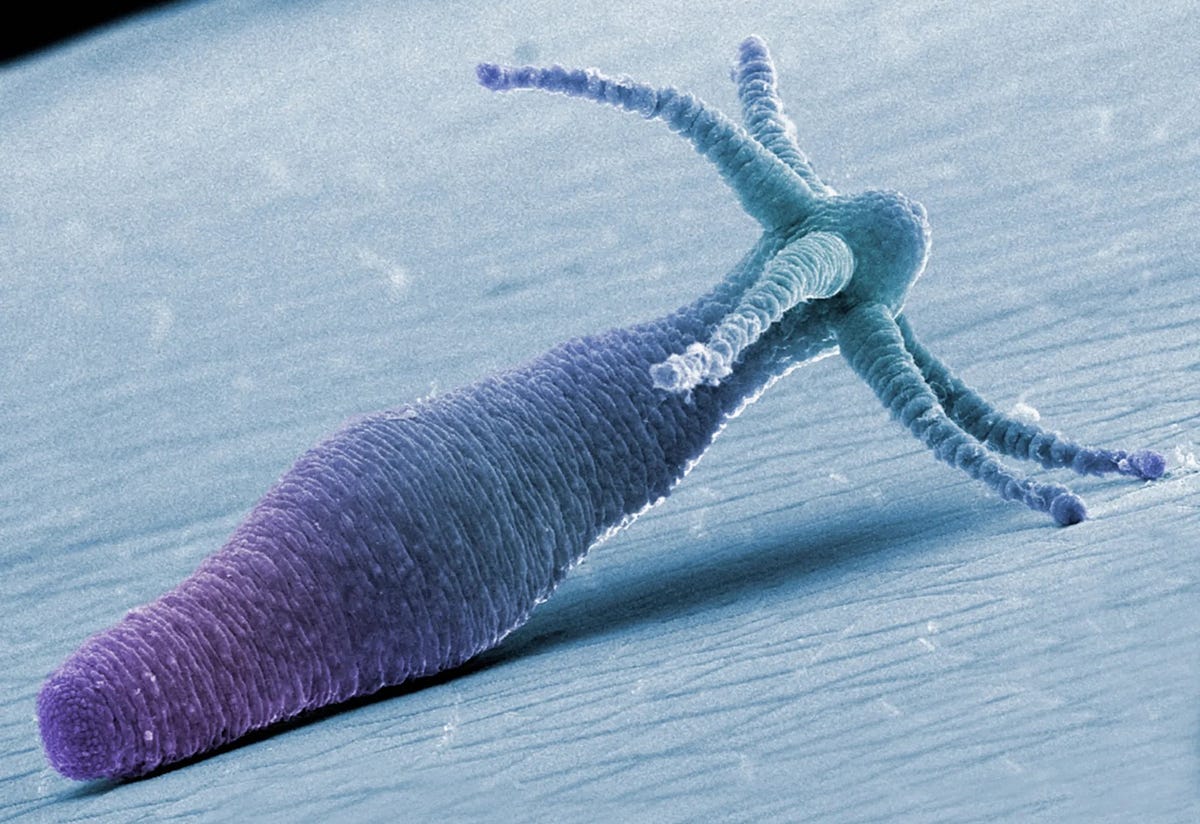 The Immortal Enigma: Unraveling the Secrets of Hydra’s Eternal Life ...