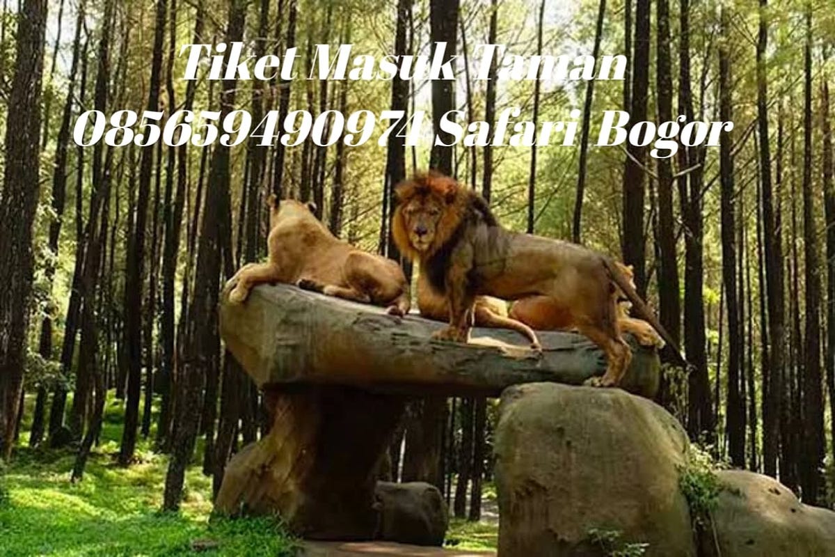 Tiket Masuk Taman 085659490974 Safari Bogor | by phmi kembar | Medium