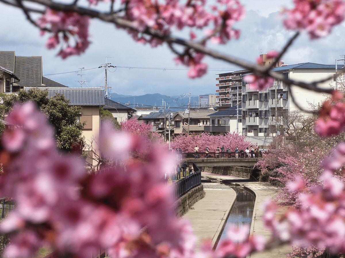 The Yodo Suiro Waterway | Kyoto's Early Cherry Blossom Spot | A ...