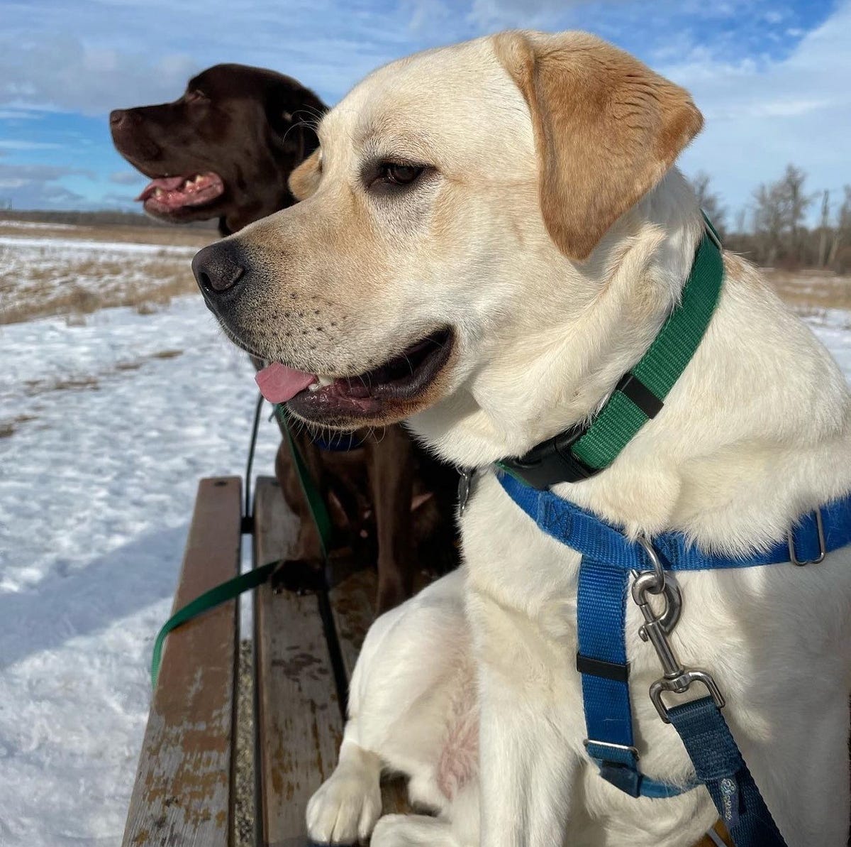 Double the Fun, Double the Challenge: Why Owning Two Labradors Might ...