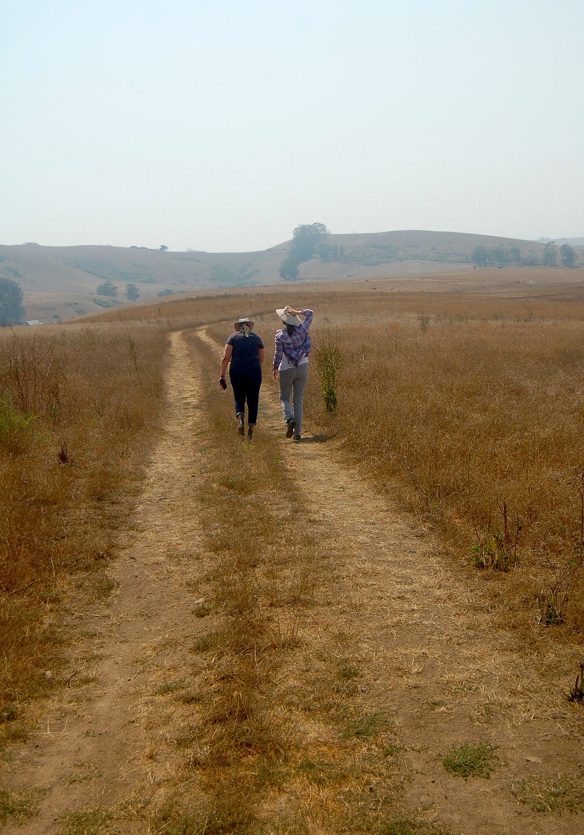 Carbon Ranching: Overcoming Hurdles to Grassland Carbon Capture | by ...