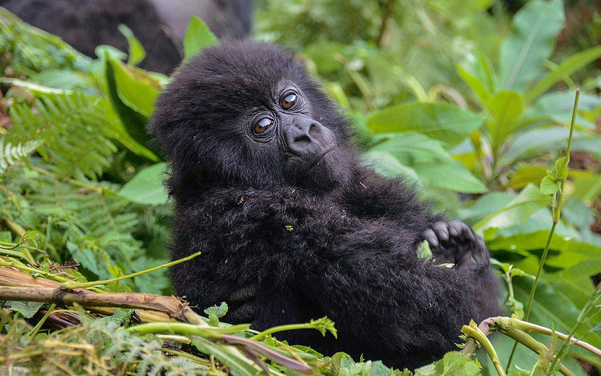 Uganda Gorilla Safari Tours offers the best way to watch gorillas. | by ...