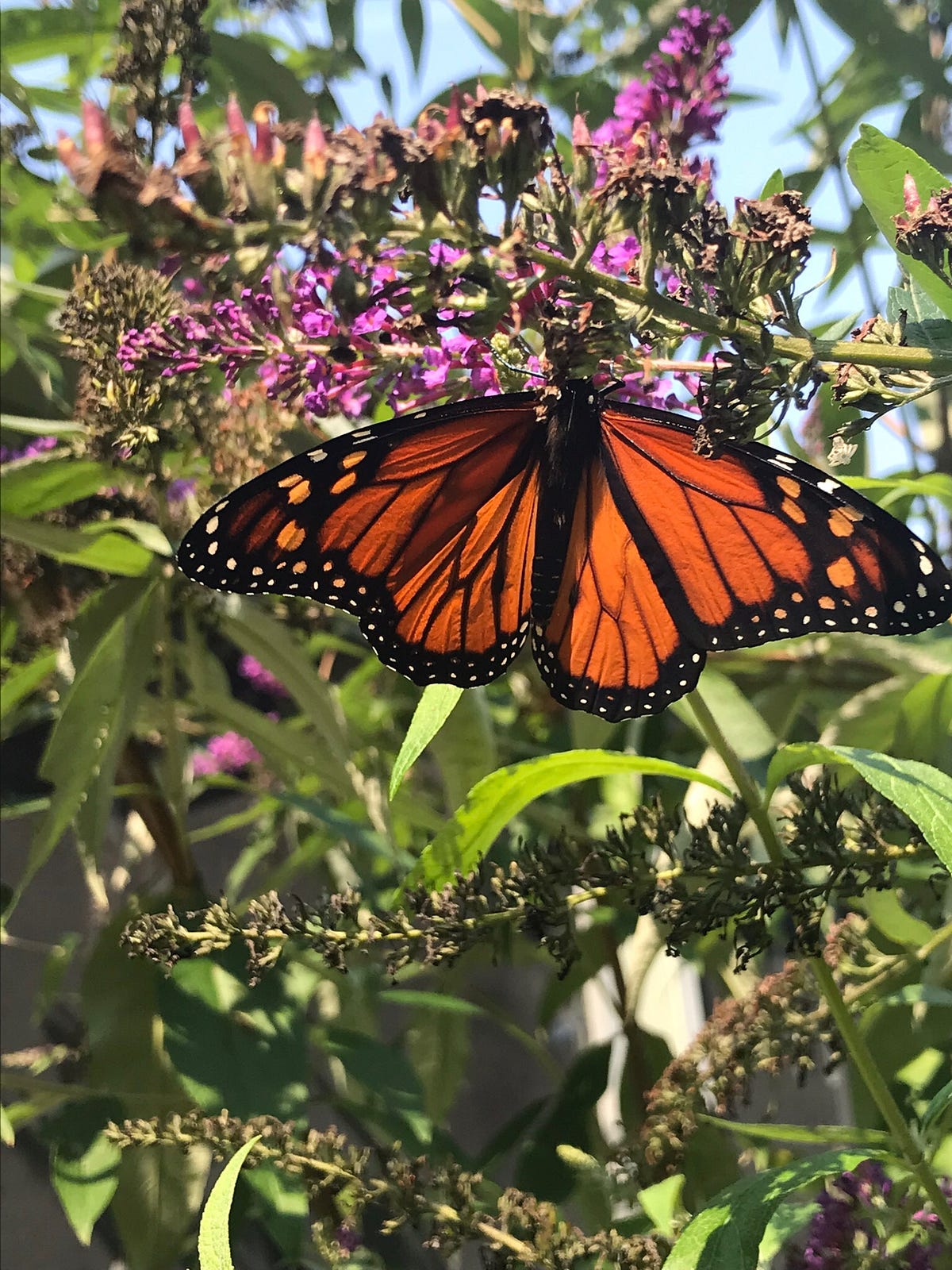 Monarchs Marching Homeward. Free verse | by William J Spirdione | The ...
