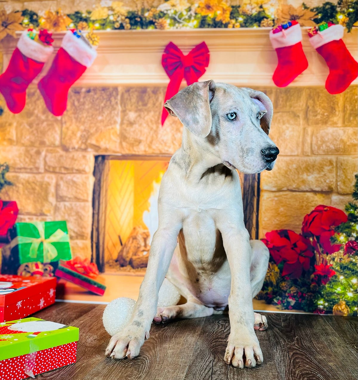 Why you shouldn’t get a Christmas Puppy — but Holiday pups are awesome ...