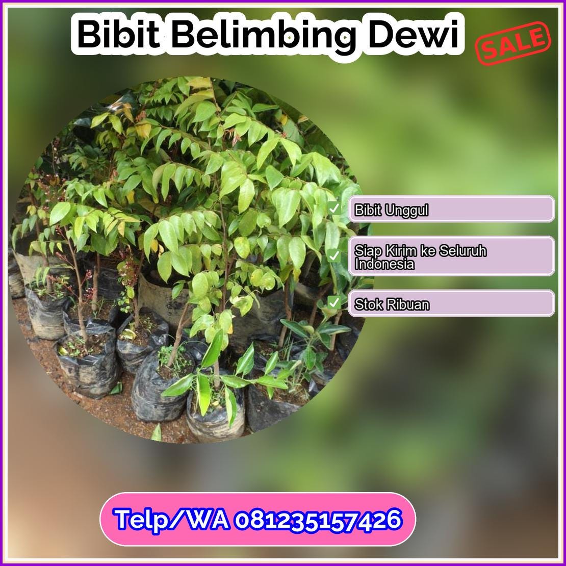 Grosir Bibit Belimbing Dewi Halmahera Tengah | by yuni kamboja | Medium