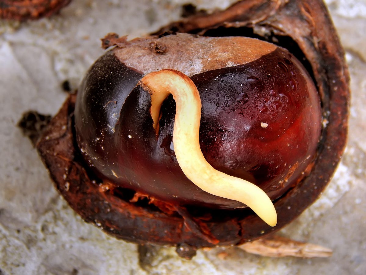 Cultivating Beauty and Biodiversity: The Wonders of Chestnut Oak ...