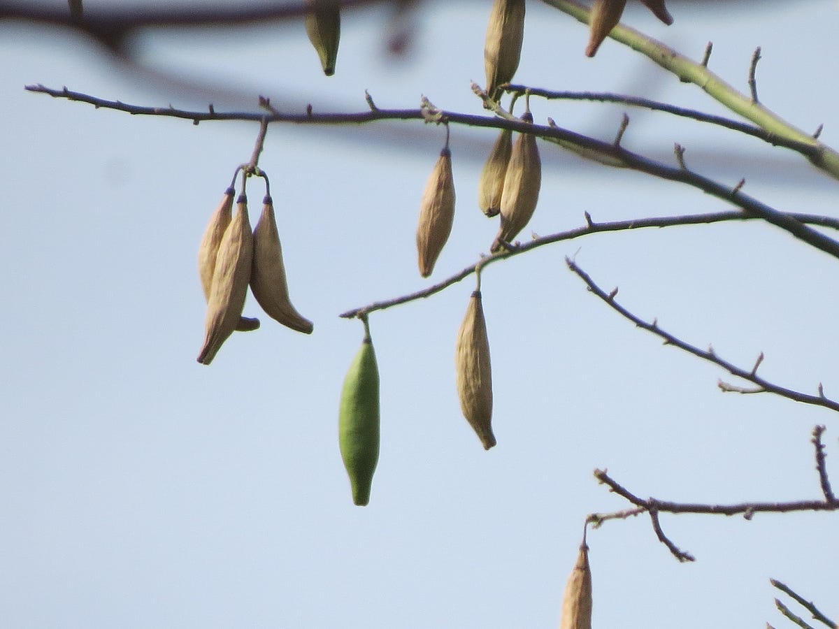 Semesta.#2 (Bunga Sempurna tidak Sempurna) | by Joshua | Medium