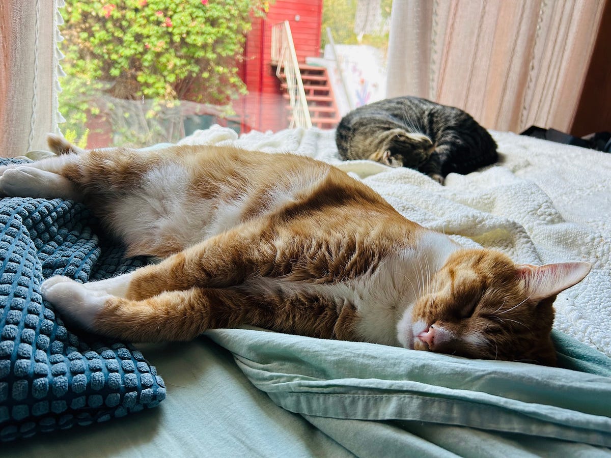 8 TIPS FOR HEALTHY HAPPY CATS. Growing up I always had a dog, and both ...