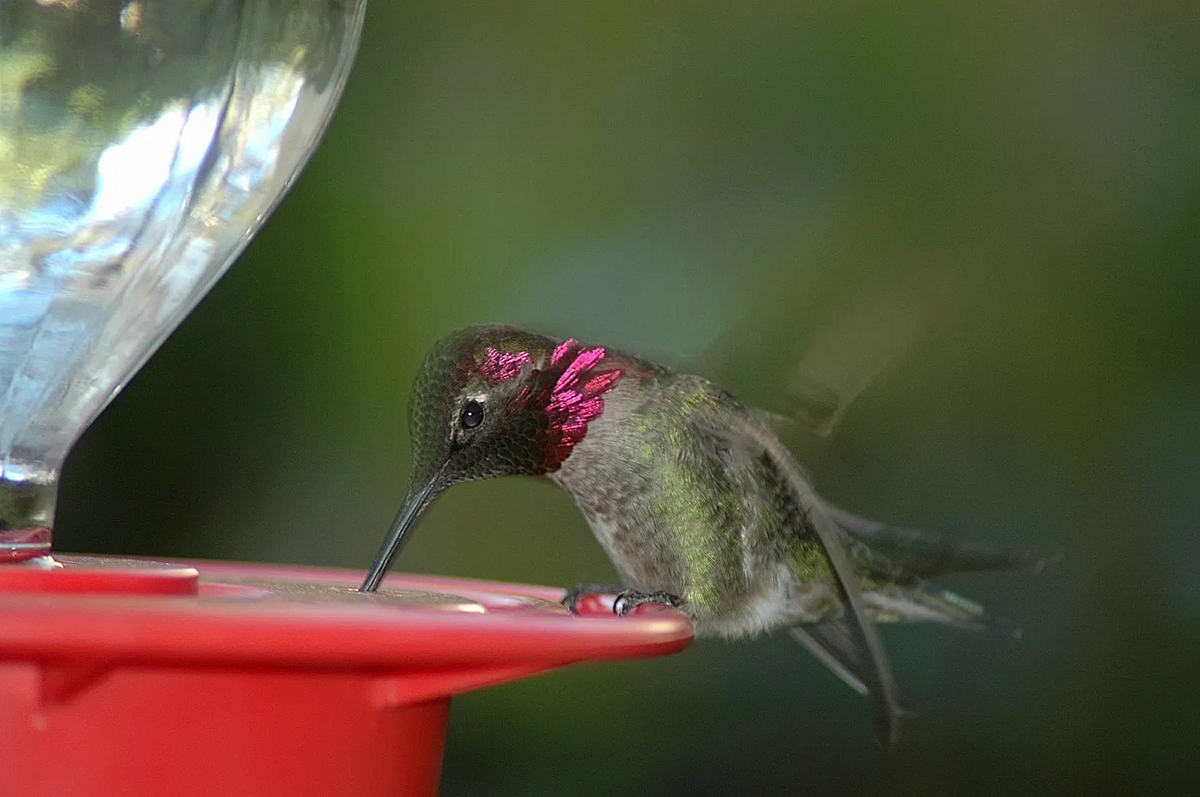 How Hummingbirds Chill Out To Survive Cold Nights | by 𝐆𝐫𝐫𝐥𝐒𝐜𝐢𝐞𝐧𝐭𝐢𝐬𝐭 ...