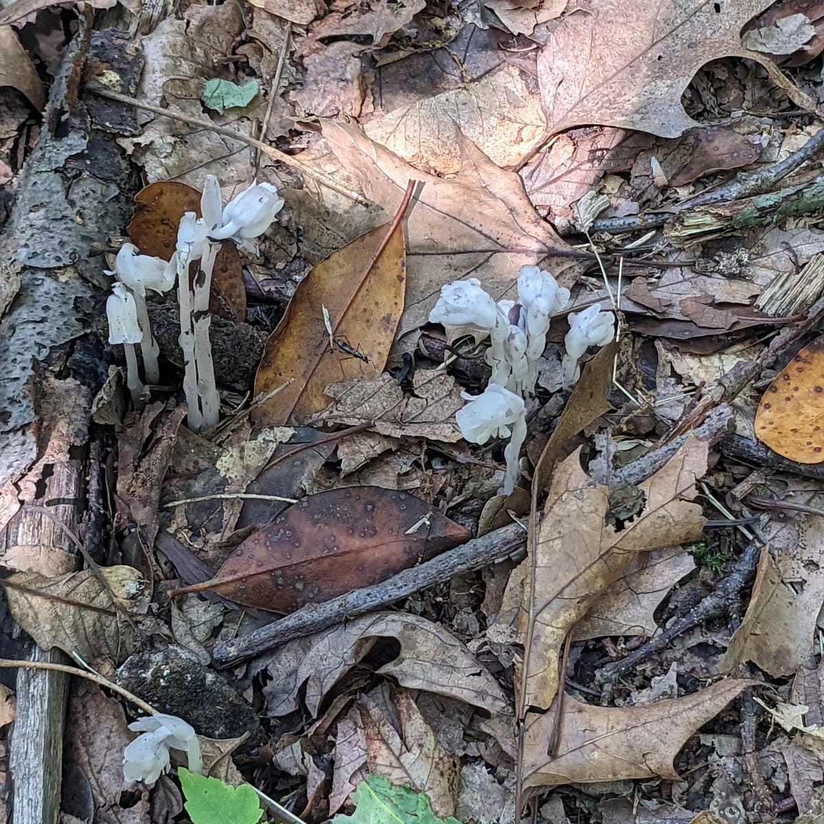 I spotted the rare ghost pipe! | by El Ryan | Jun, 2023 | Medium