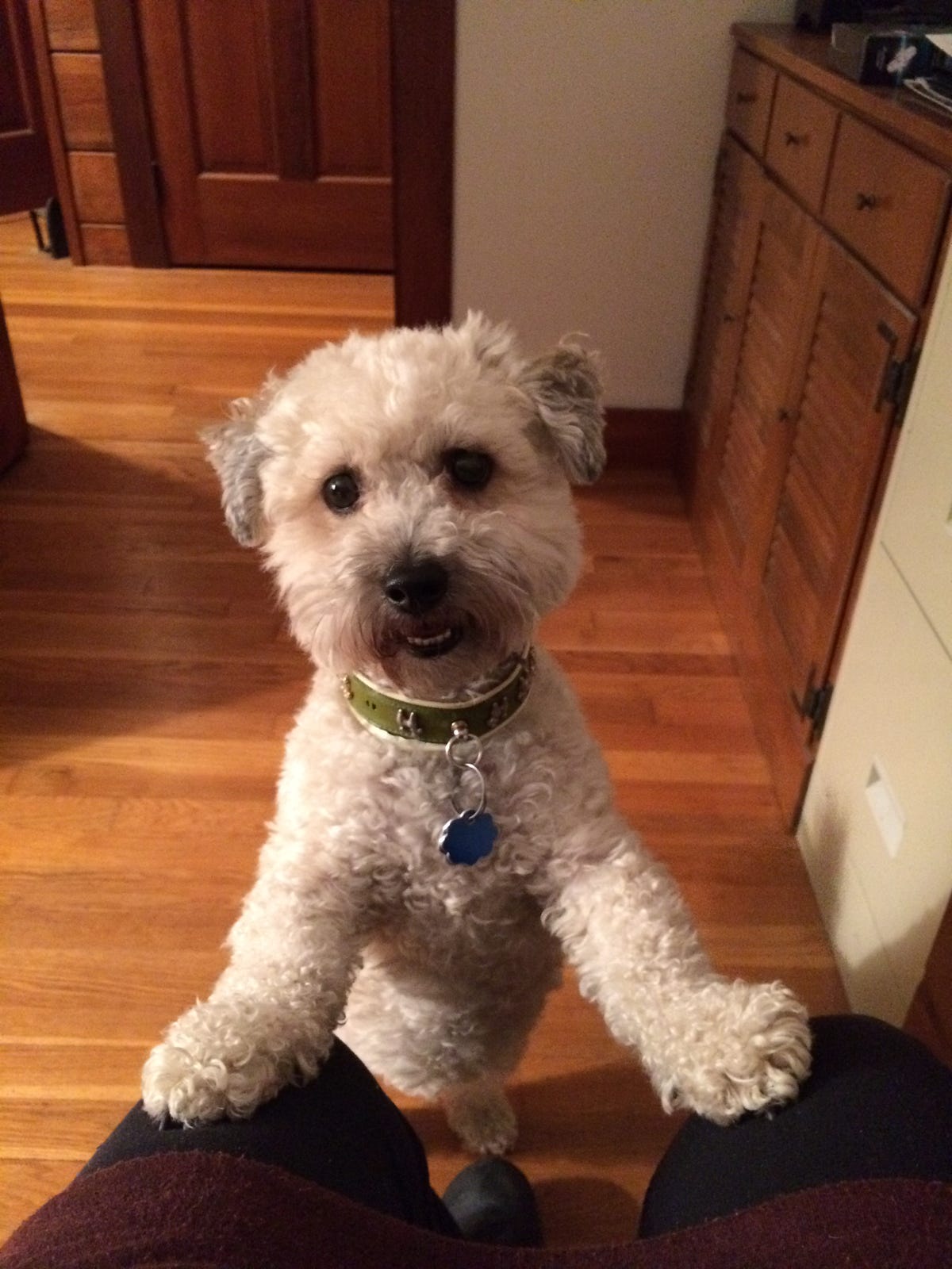 Seven Lessons on Happiness from a Defiant Dog Named Ben. | by Maura ...