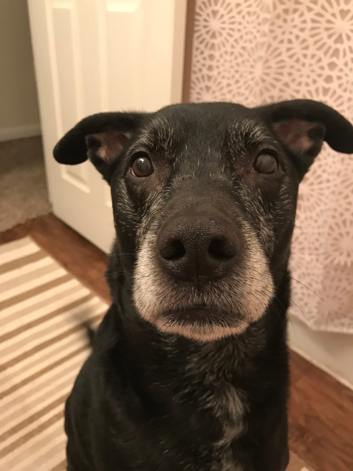 Dollars for Dogs: How Much for some Puppy Love? | by Gwendolyn Pike ...