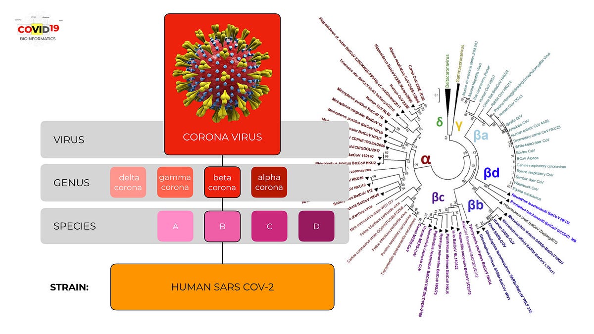 COVID19 and other coronaviruses: how bioinformatics can help us ...