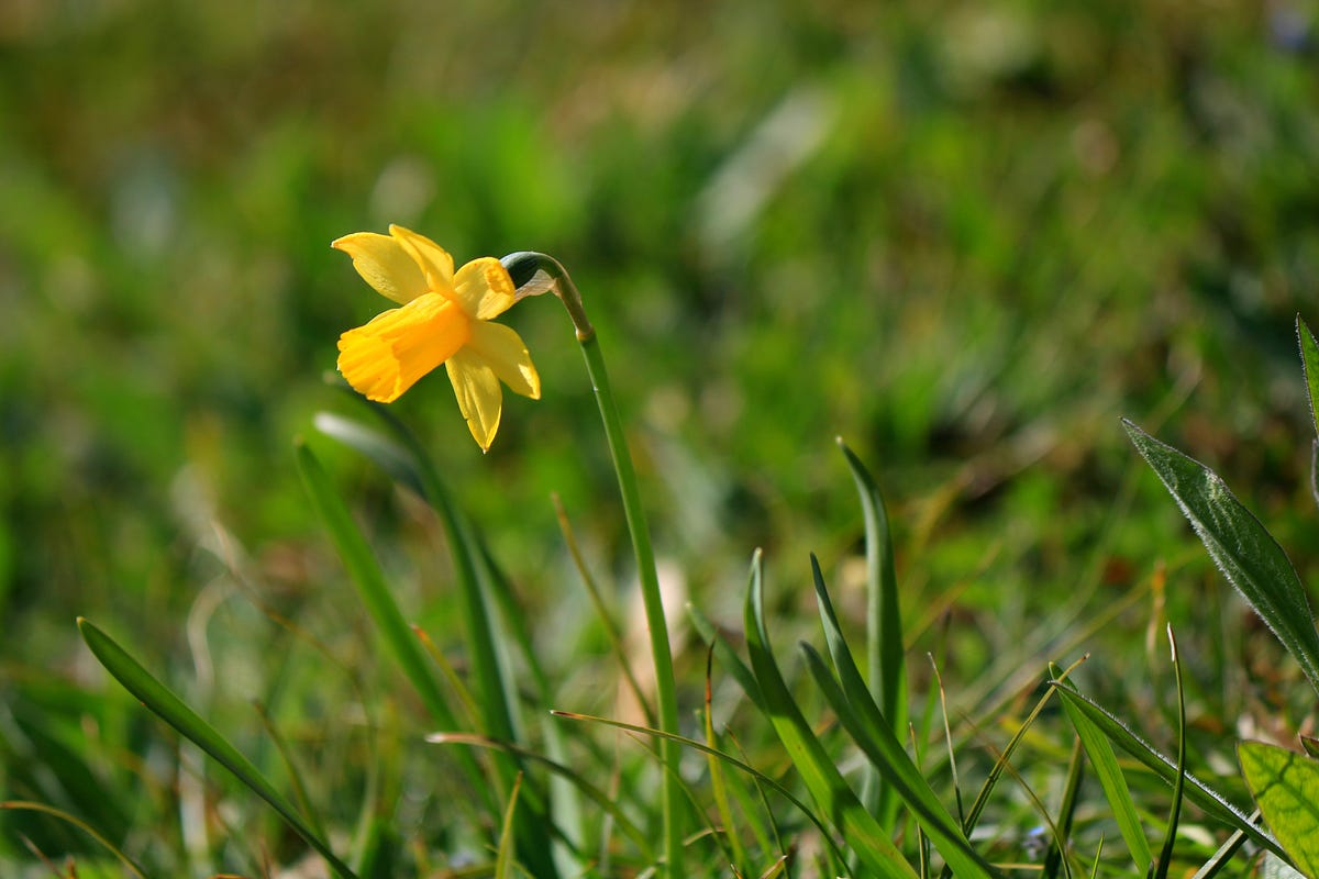 First Signs of Spring. When nature awakens after a long winter | by ...